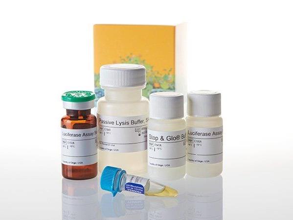 Dual-Luciferase® Reporter 1000 Assay System（E1980）